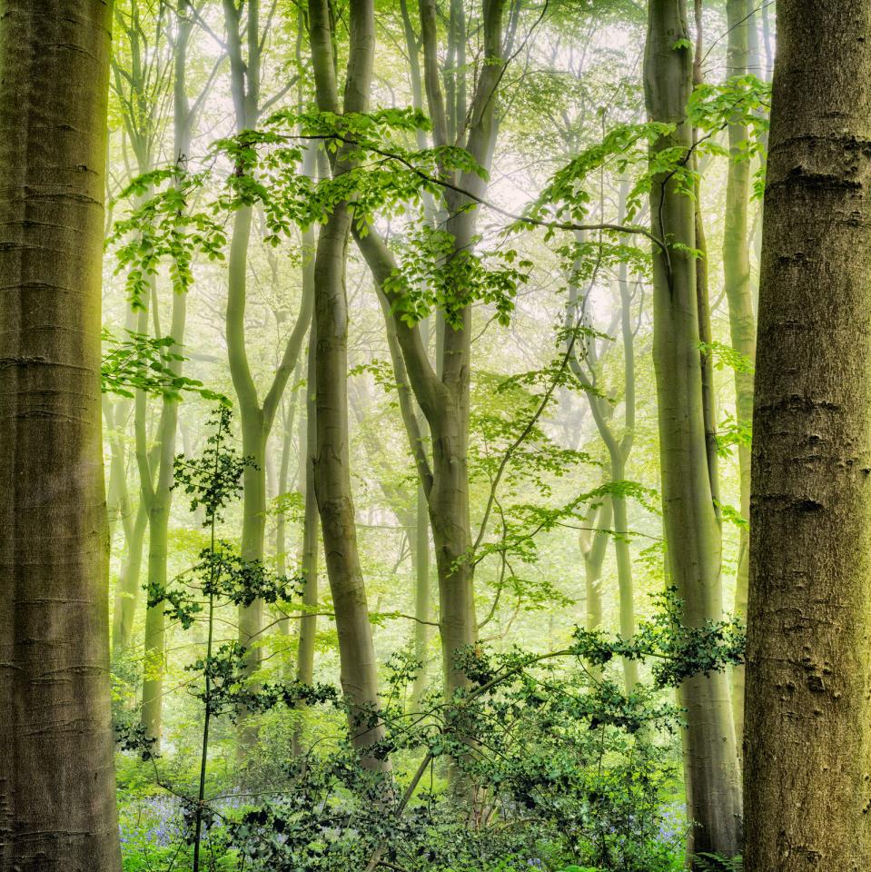 Landscape and nature photographer in Yorkshire, workshops, prints and ...